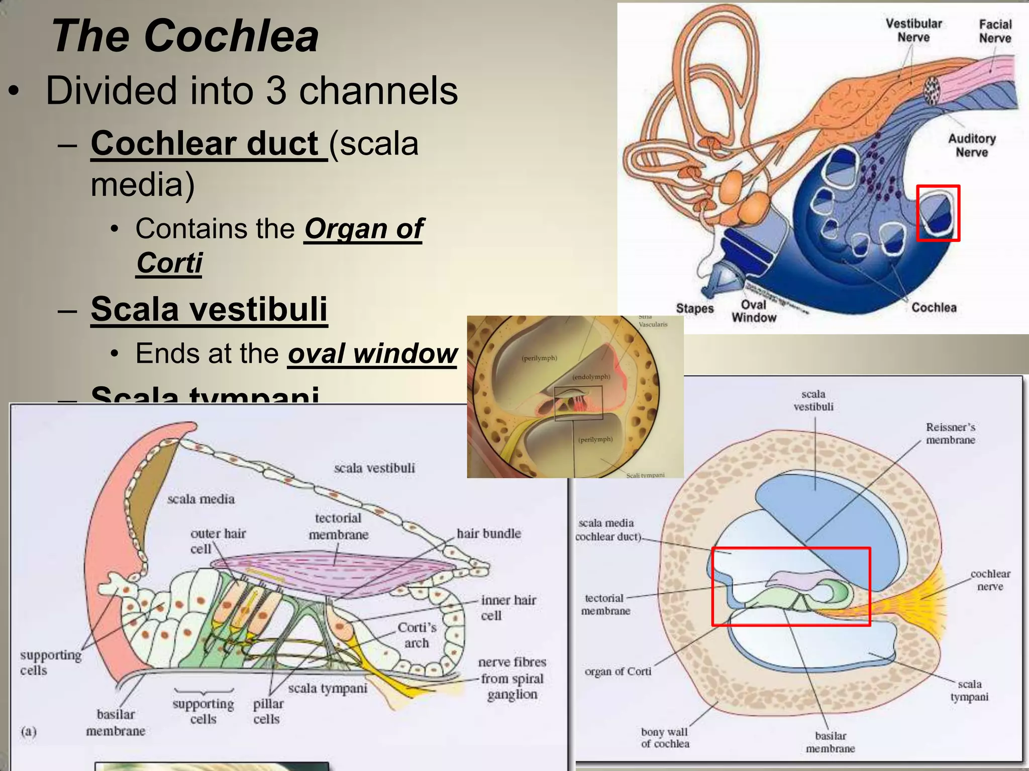 Human ear | Anatomy of the ear | Gaurav singh Rajput | PDF