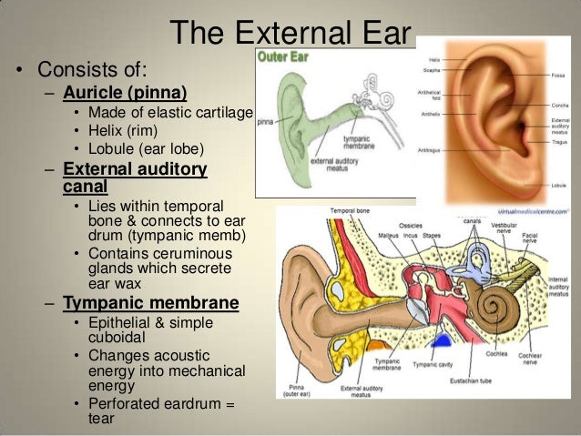 Human Ear Anatomy Of The Ear Gaurav Singh Rajput