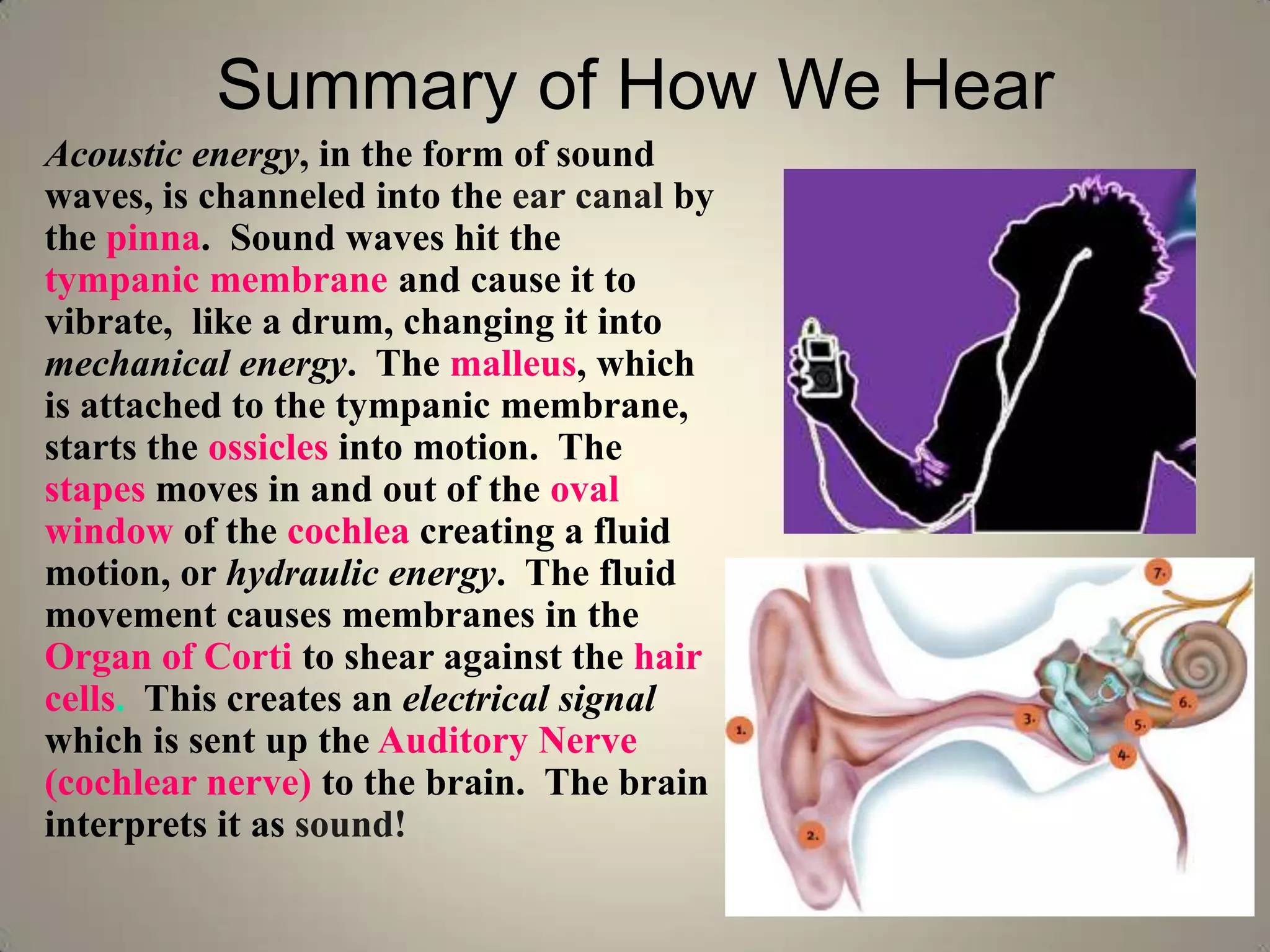 Anatomy of the ear | PPTX