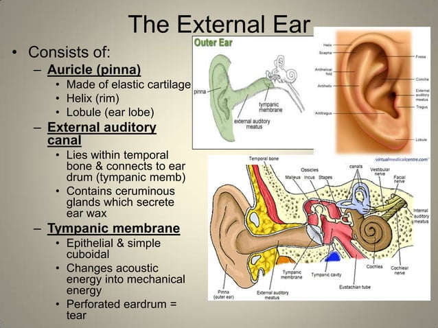 Anatomy of the ear | PPTX