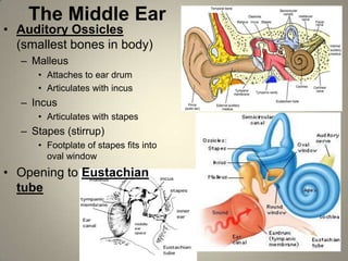 Anatomy of the ear | PPTX