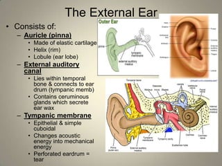 Inner Ear Anatomy Ppt
