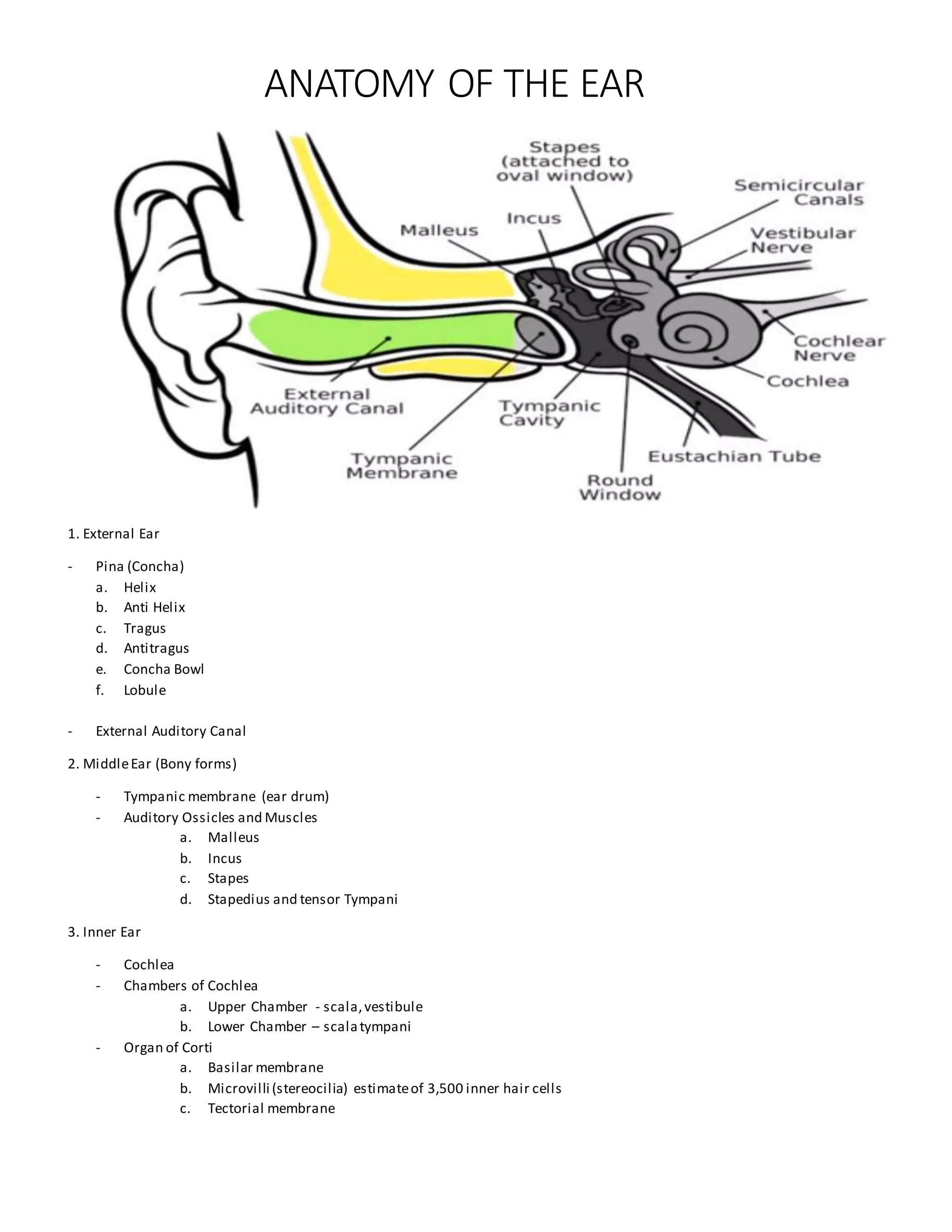 Anatomy of the ear | PDF