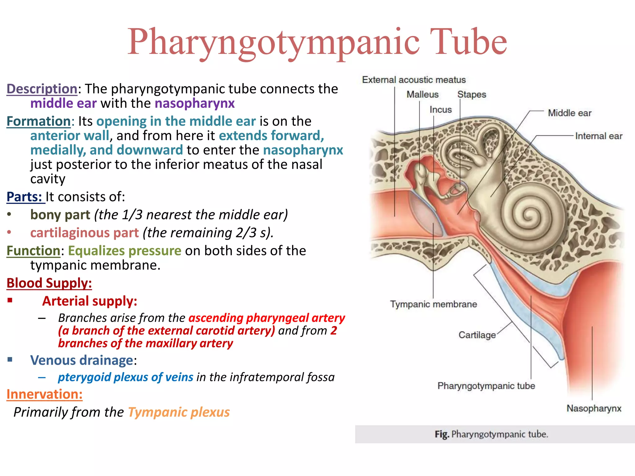 Anatomy of the ear | PPTX