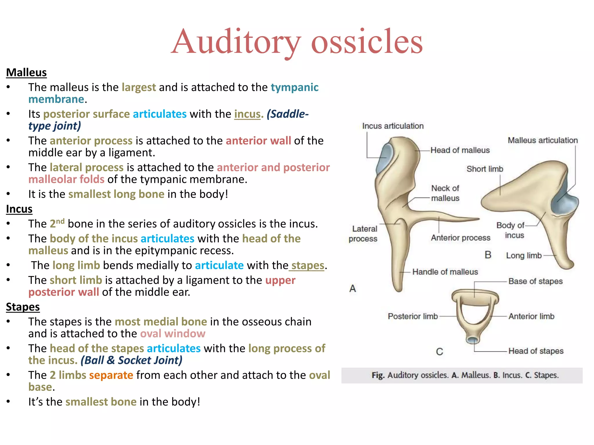 Anatomy of the ear | PPTX