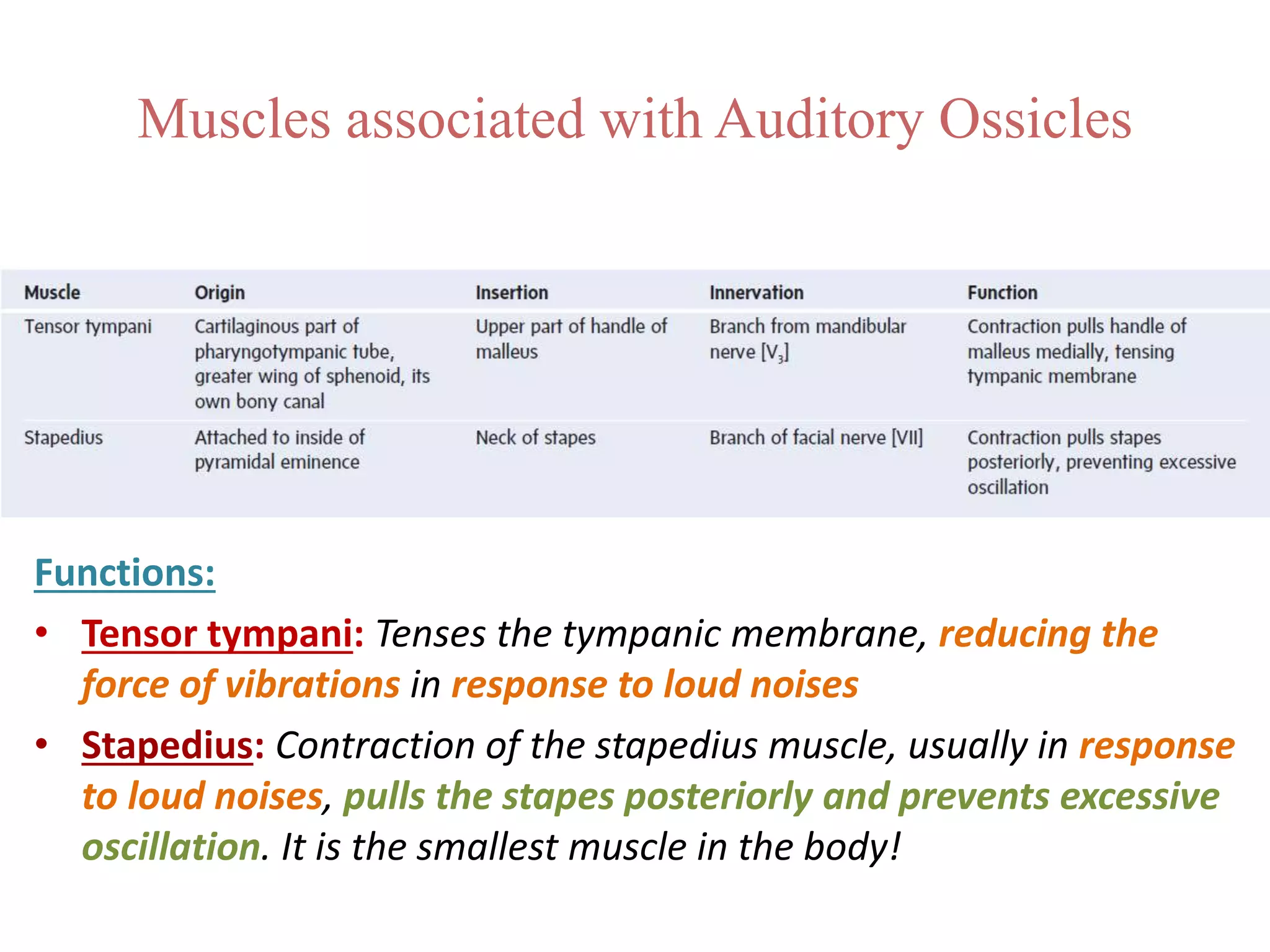 Anatomy of the ear | PPTX