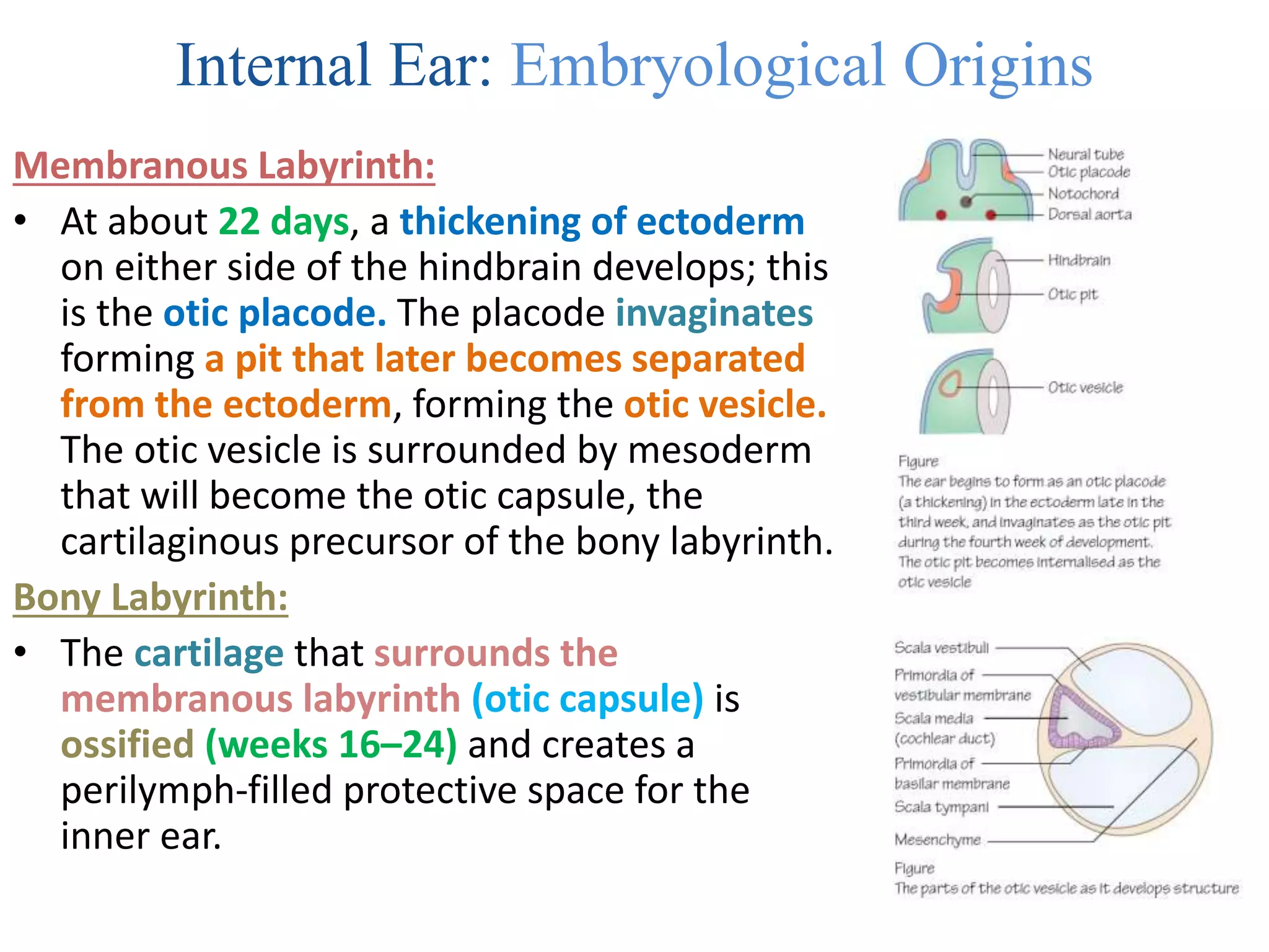 Anatomy of the ear | PPTX
