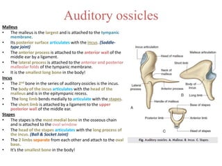 Anatomy of the ear | PPTX