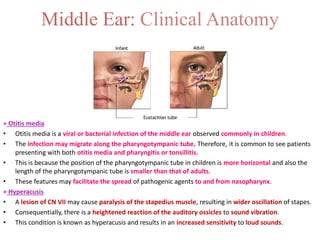 Anatomy of the ear | PPTX