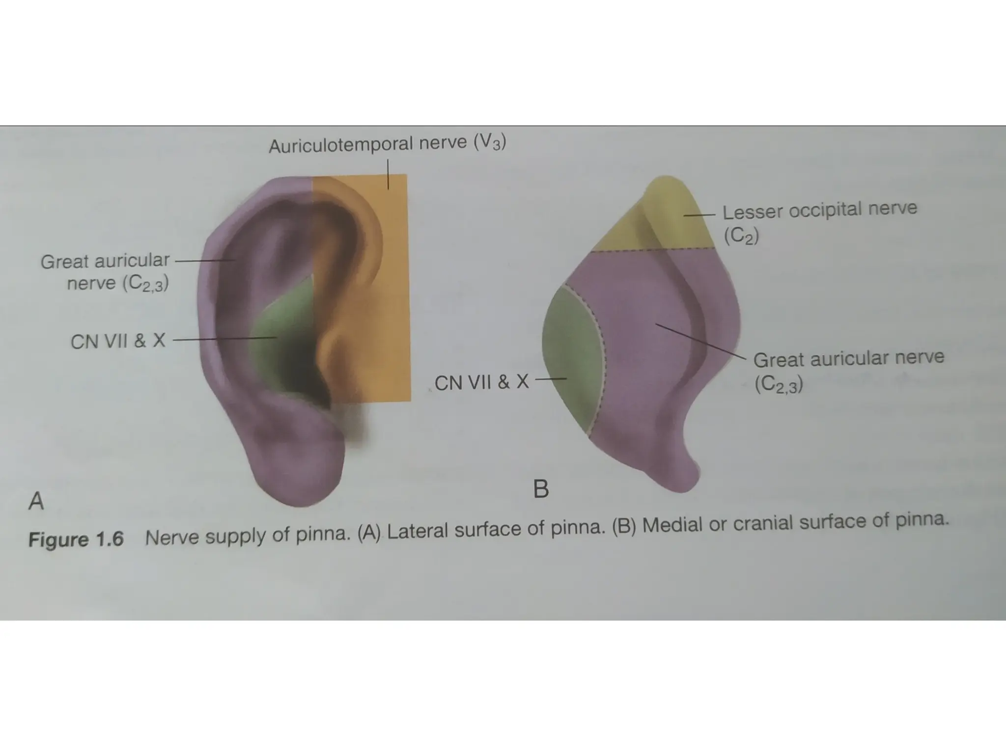 Anatomy Of the External ear and anatomy of inner ear | PPT