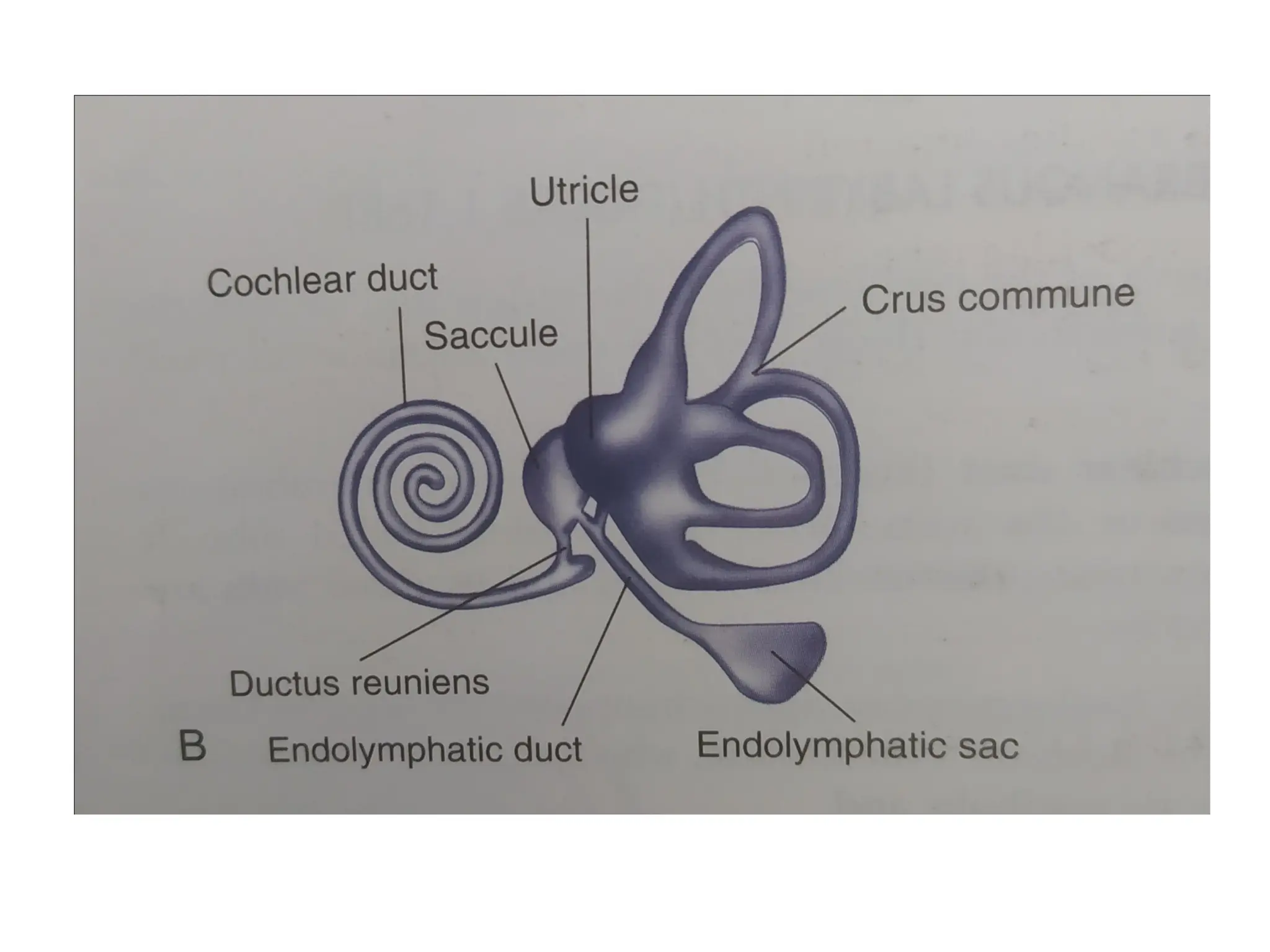 Anatomy Of the External ear and anatomy of inner ear | PPT