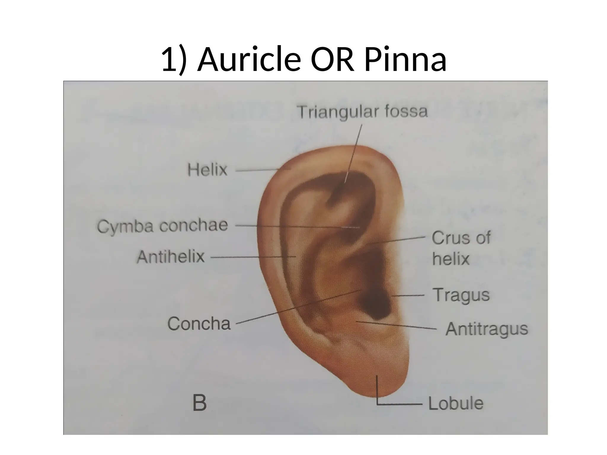 Anatomy Of the External ear and anatomy of inner ear | PPT