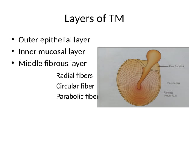 Anatomy Of the External ear and anatomy of inner ear | PPT