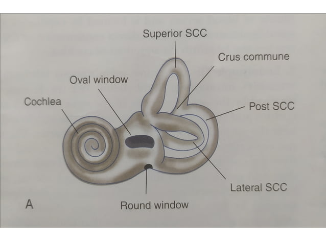 Anatomy Of the External ear and anatomy of inner ear | PPT