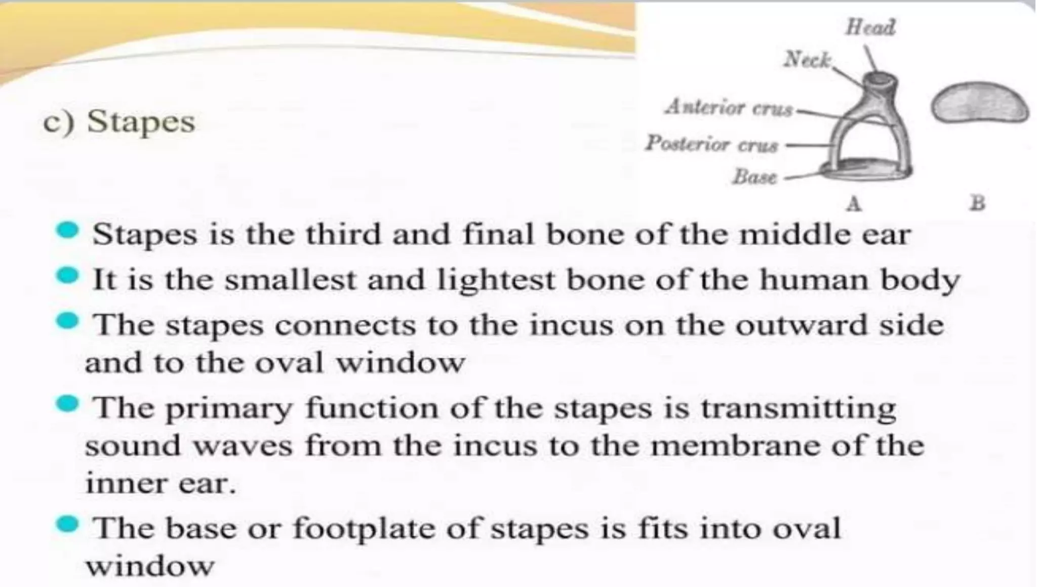 EAR ANATOMY AND PHYSIOLOGY SLIDESHARE | PPT