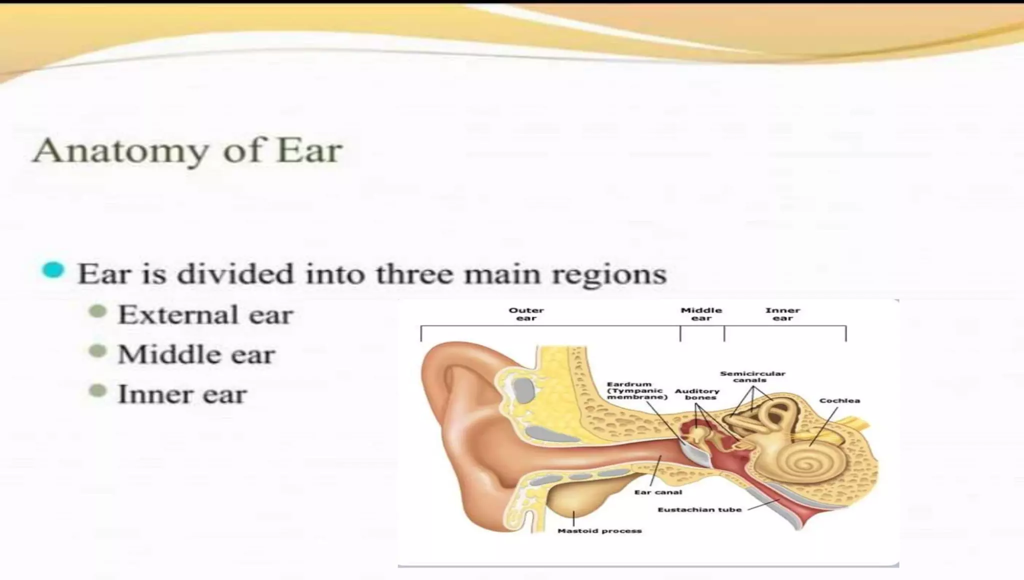 EAR ANATOMY AND PHYSIOLOGY SLIDESHARE | PPTX
