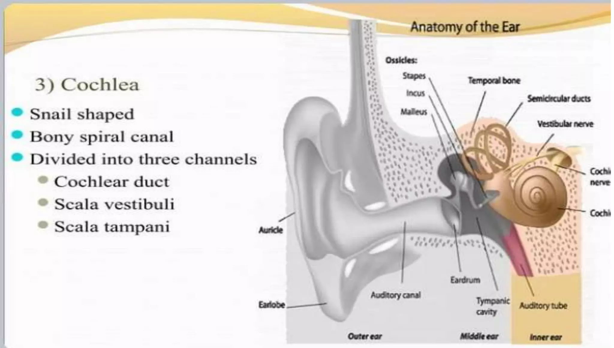 EAR ANATOMY AND PHYSIOLOGY SLIDESHARE | PPTX