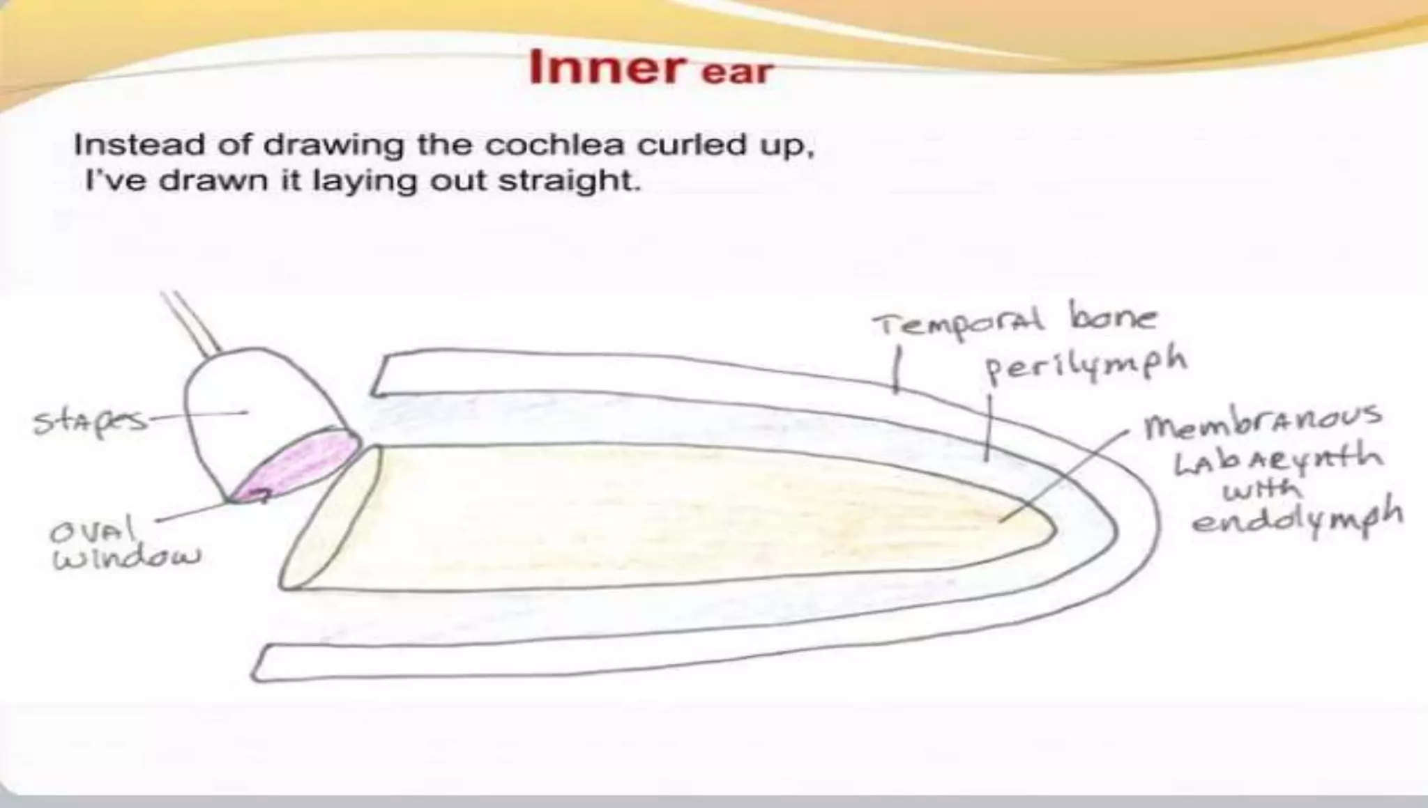 EAR ANATOMY AND PHYSIOLOGY SLIDESHARE | PPTX