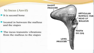 EAR ANATOMY AND PHYSIOLOGY SLIDESHARE | PPTX