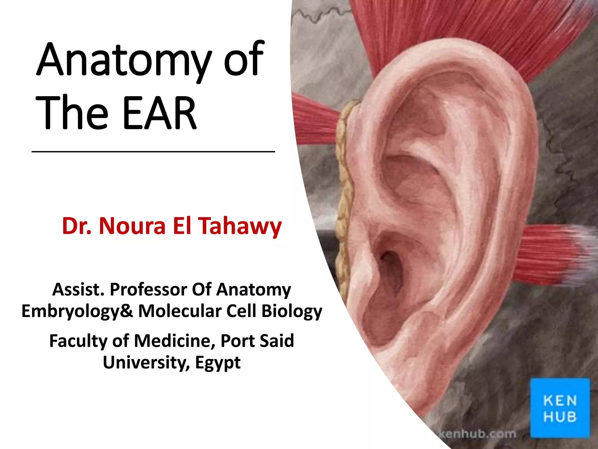 Anatomy of the ear (ecture 2) by dr, noura 2018 | PDF