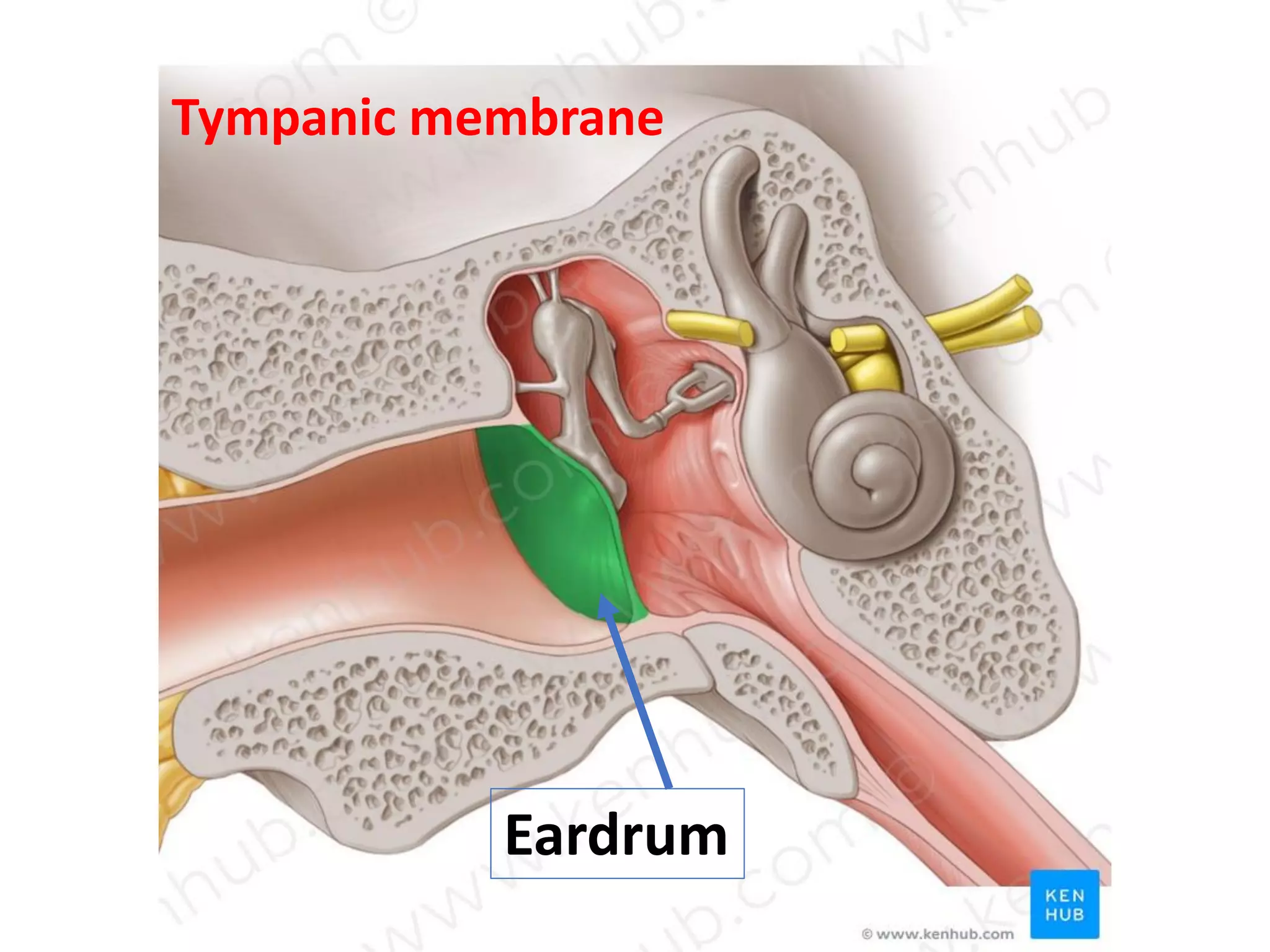 Anatomy of the ear (ecture 2) by dr, noura 2018 | PDF