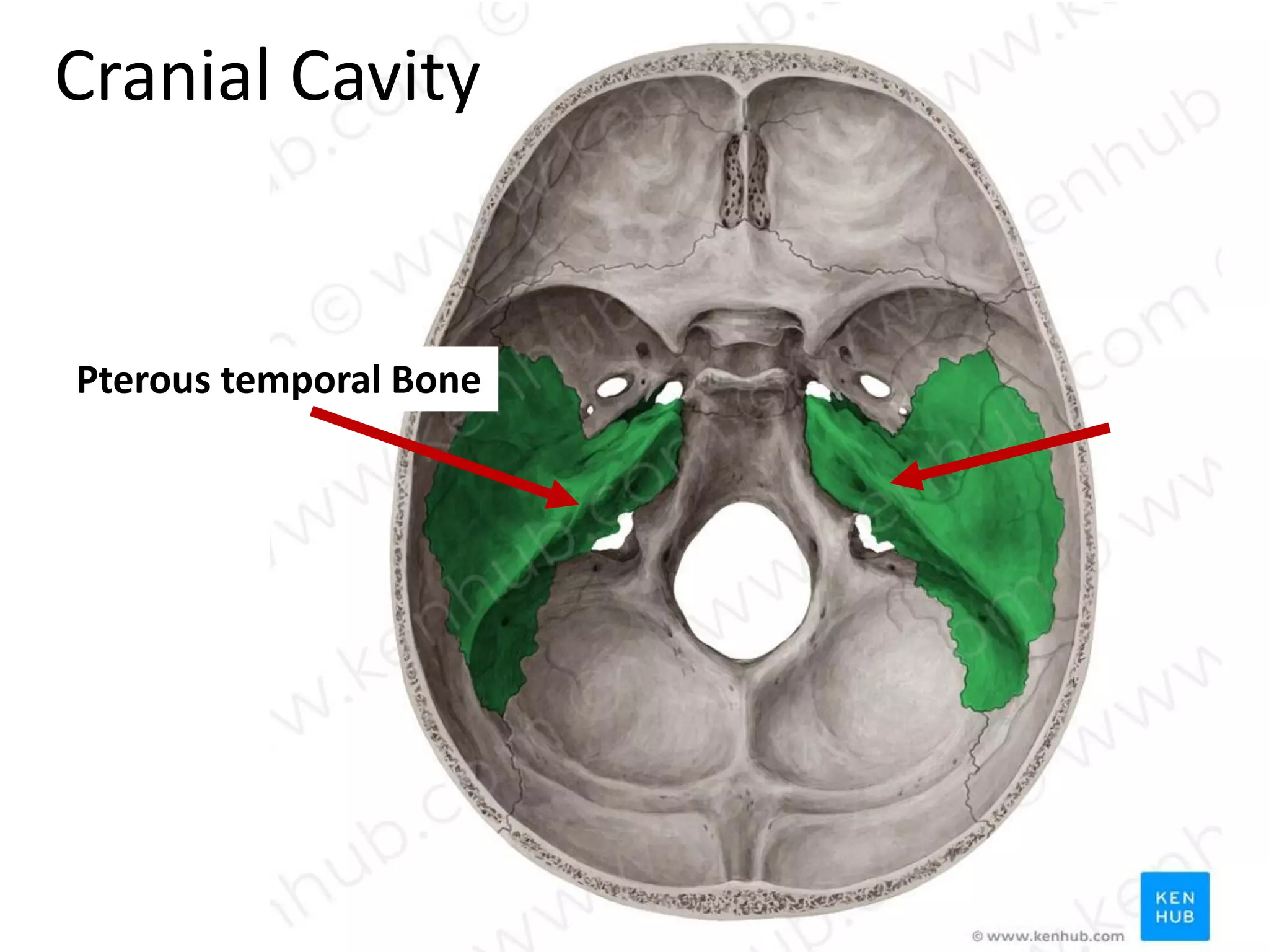 Anatomy of the ear (ecture 2) by dr, noura 2018 | PDF