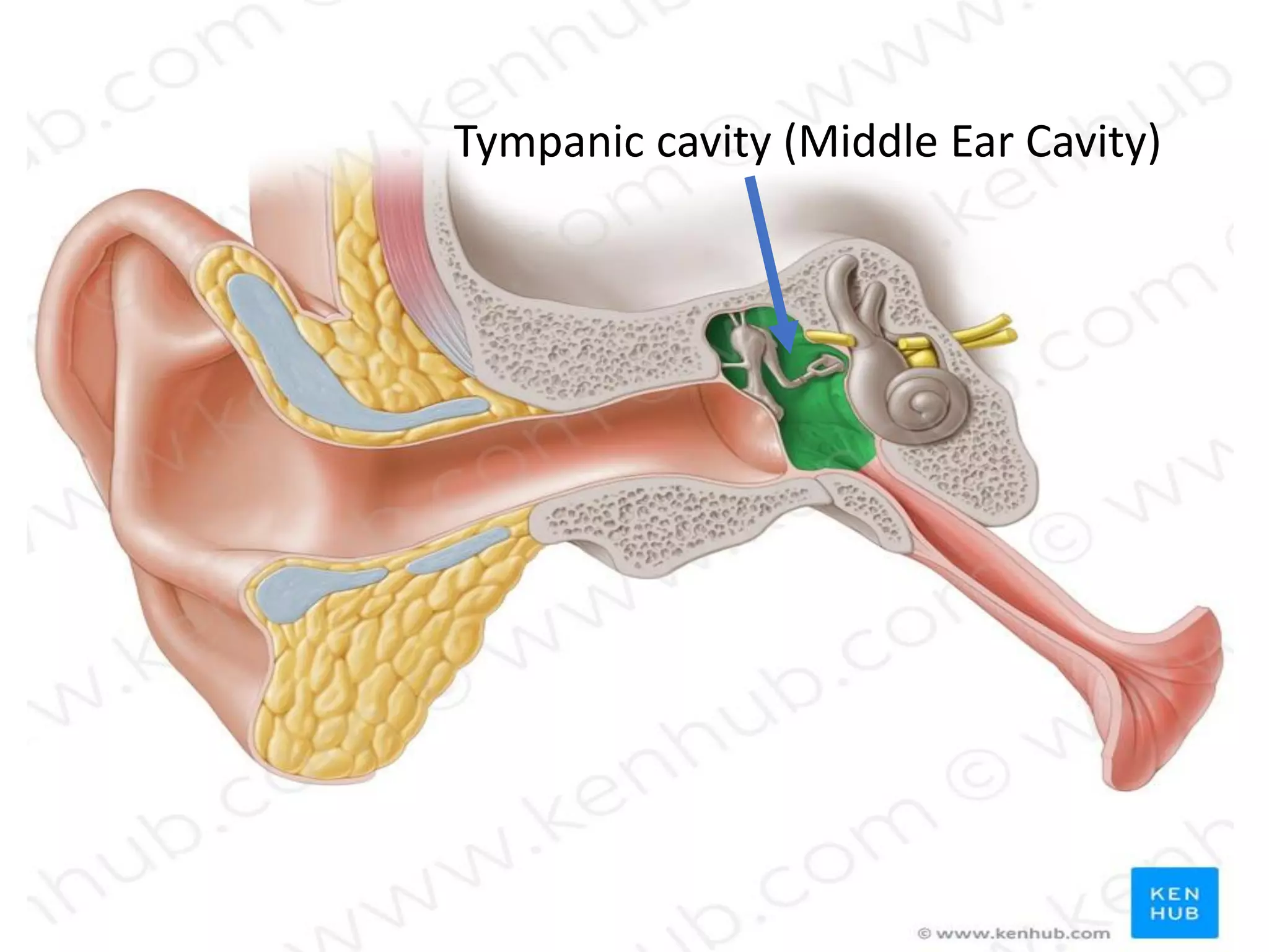 Anatomy of the ear (ecture 2) by dr, noura 2018 | PDF