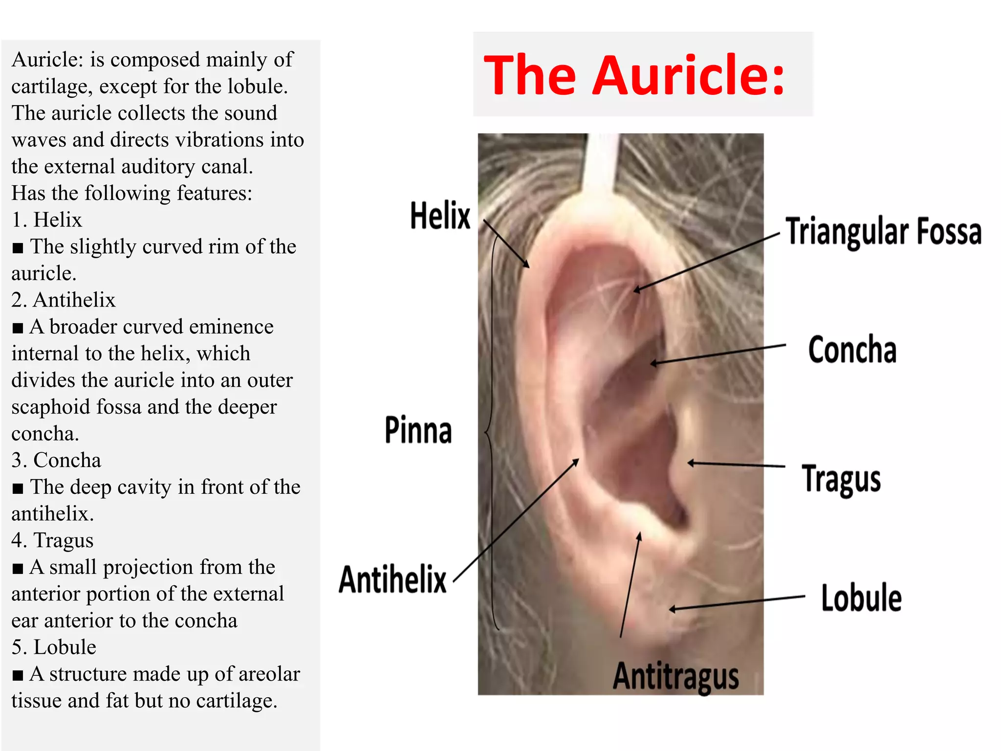 Anatomy of the ear (ecture 2) by dr, noura 2018 | PDF