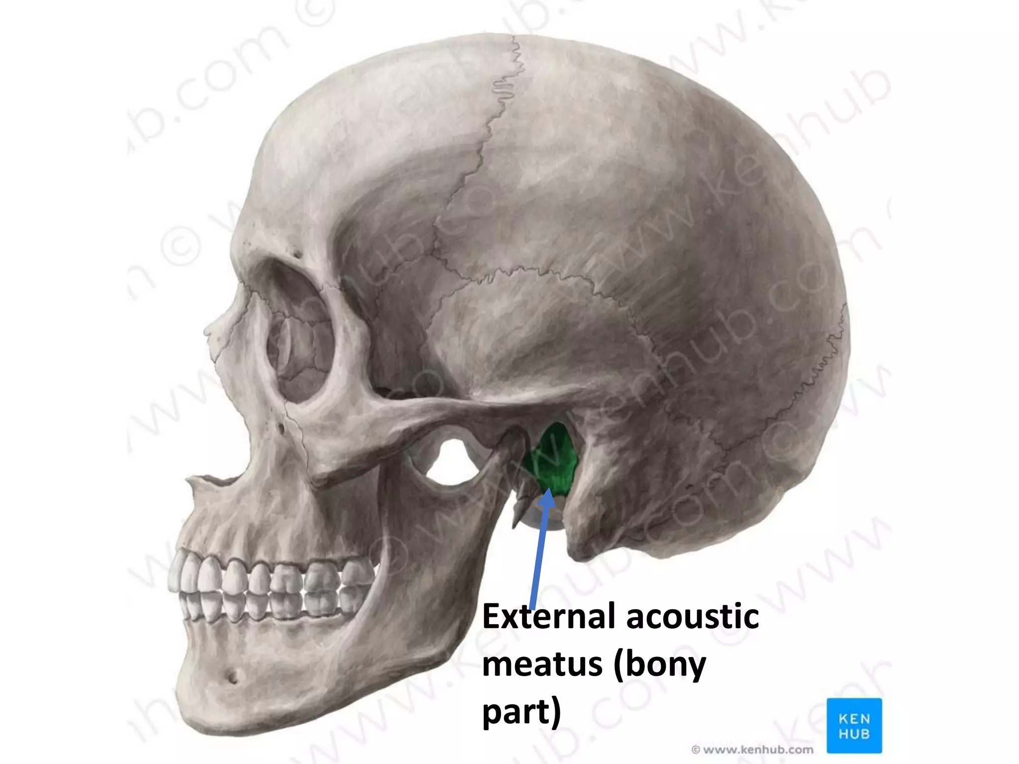 Anatomy of the ear (ecture 2) by dr, noura 2018 | PDF
