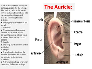 Anatomy of the ear (ecture 2) by dr, noura 2018 | PDF