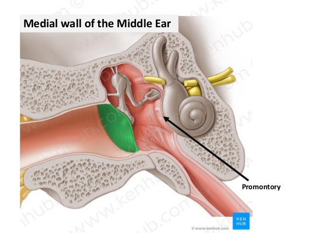 Anatomy of the ear (ecture 2) by dr, noura 2018