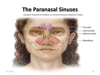 ANATOMY+OF+THE+EAR,+NOSE+AND+THROAT.pptx