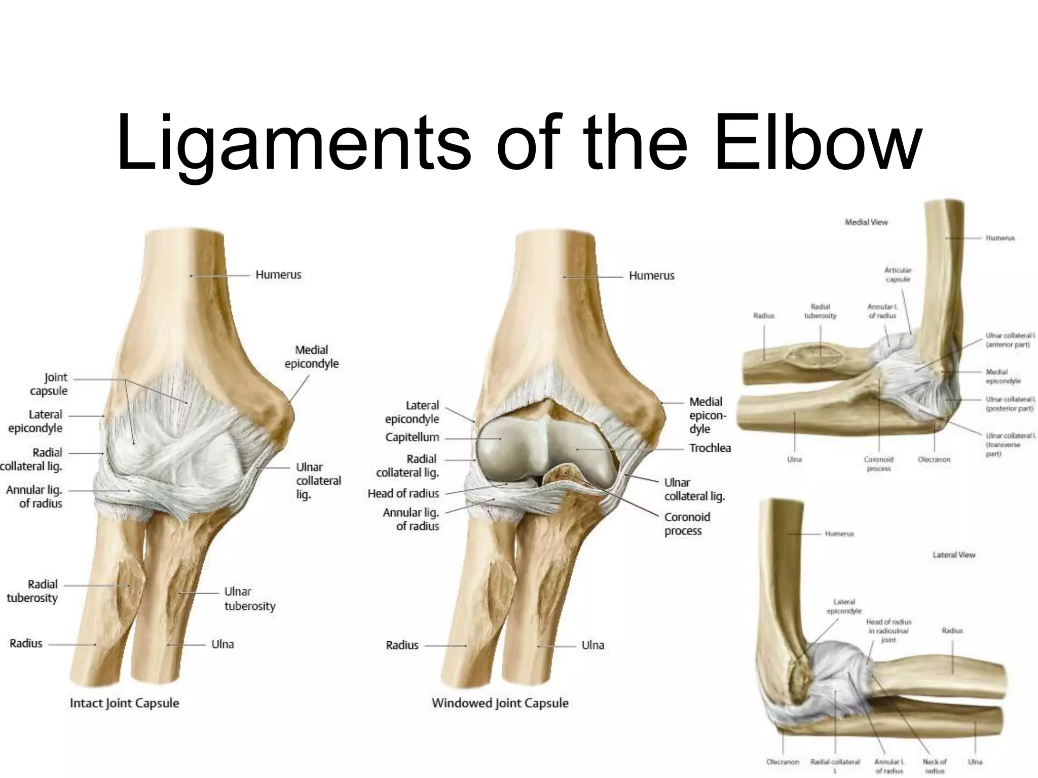 Anatomy of the elbow region | PPTX