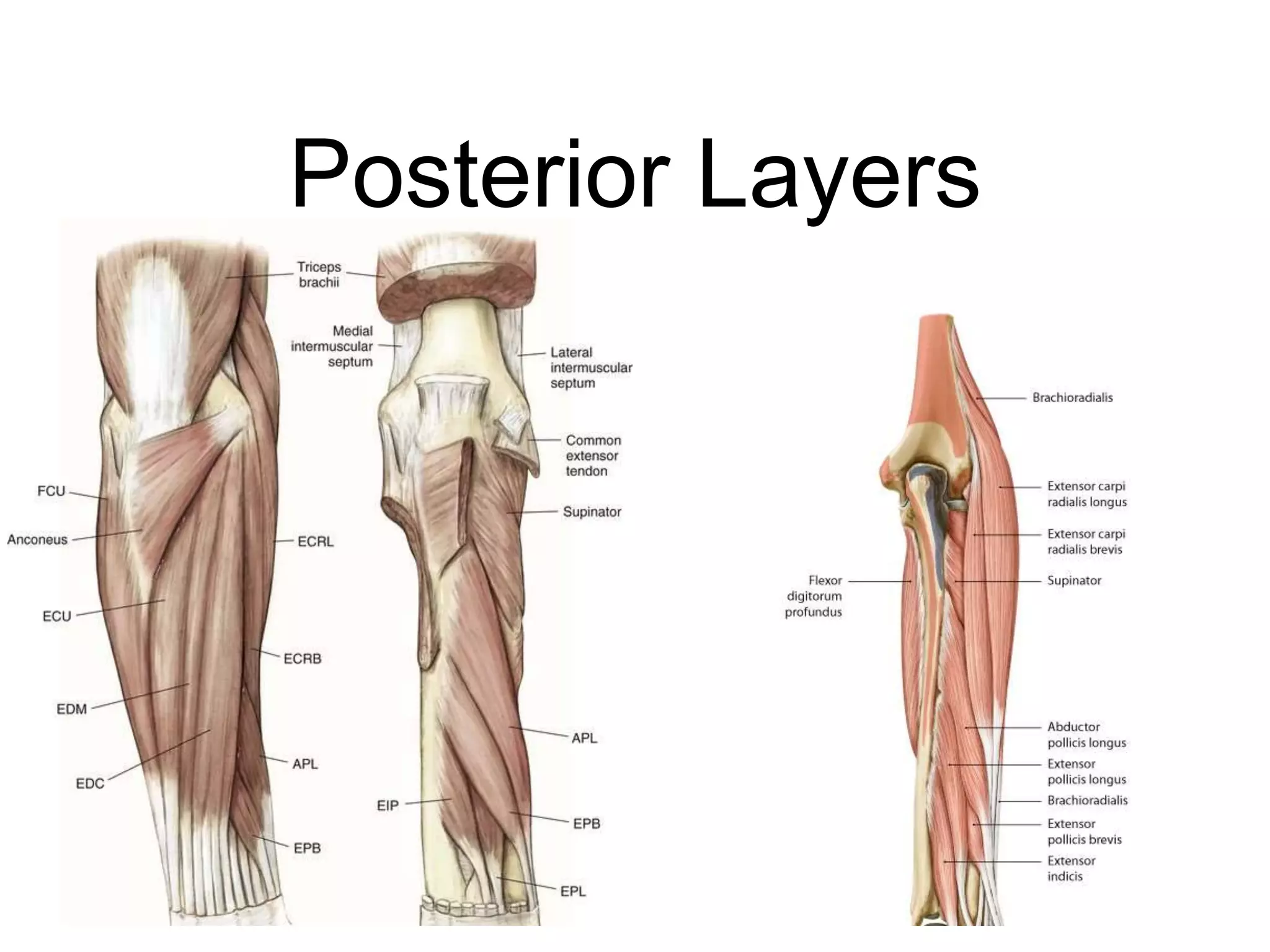 Anatomy of the elbow region | PPTX