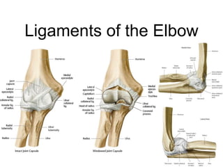 Anatomy of the elbow region | PPTX