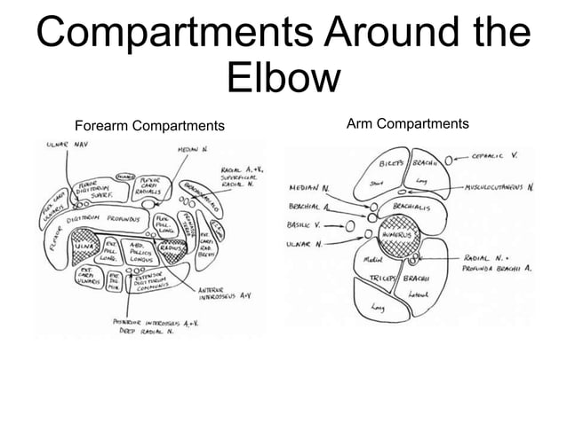 Anatomy of the elbow region | PPT