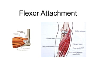Anatomy of the elbow region | PPTX