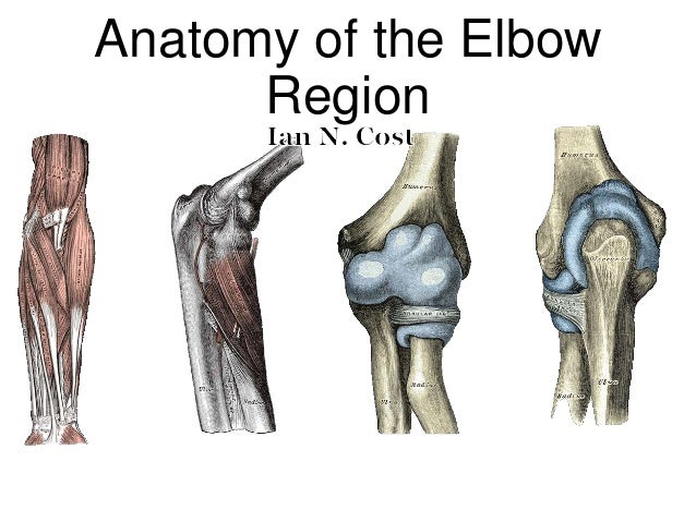Anatomy of the elbow region