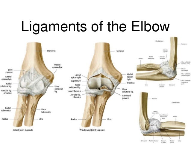 Anatomy of the elbow region