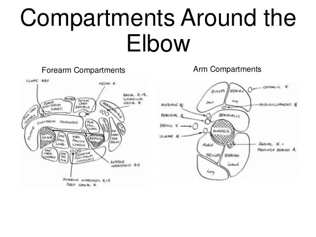 Anatomy of the elbow region