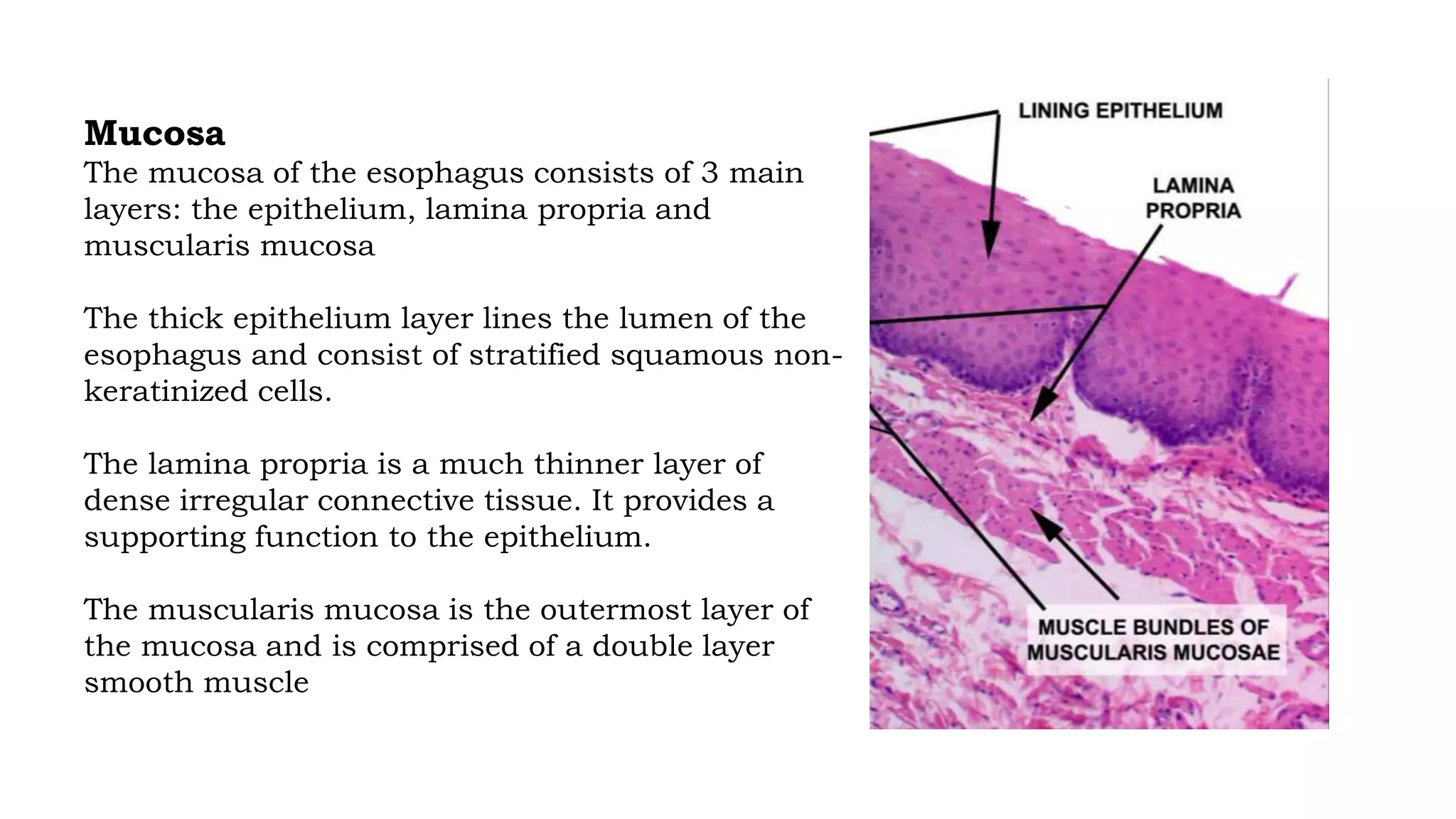 Anatomy of the esophagus.pptx