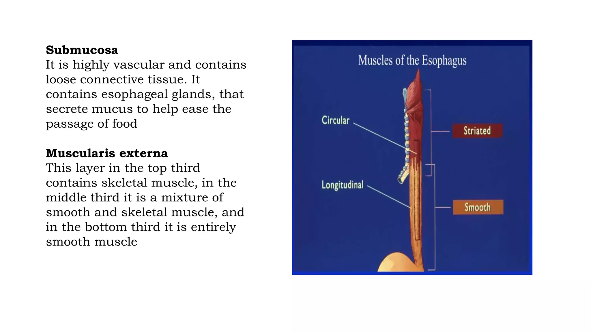Anatomy of the esophagus.pptx