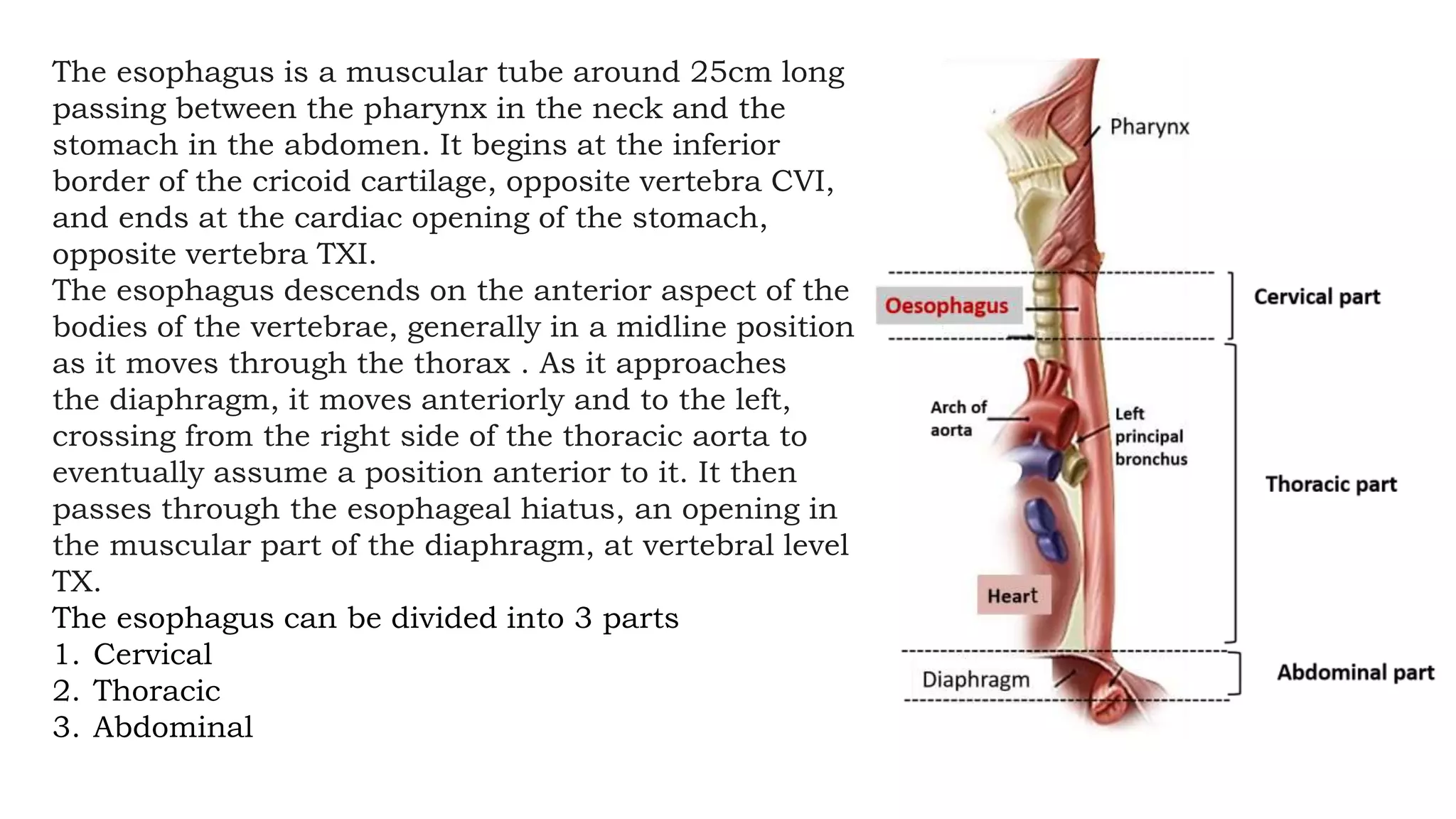 Anatomy of the esophagus.pptx