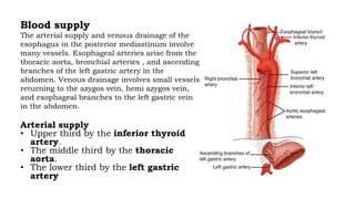 Anatomy of the esophagus.pptx