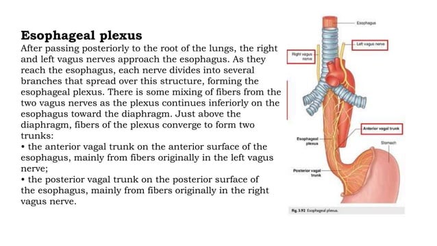 Anatomy of the esophagus.pptx