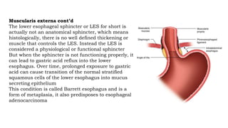 Anatomy of the esophagus.pptx