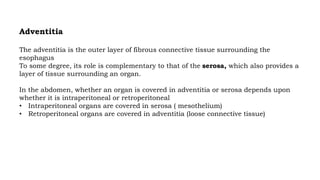 Anatomy of the esophagus.pptx