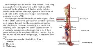 Anatomy of the esophagus.pptx