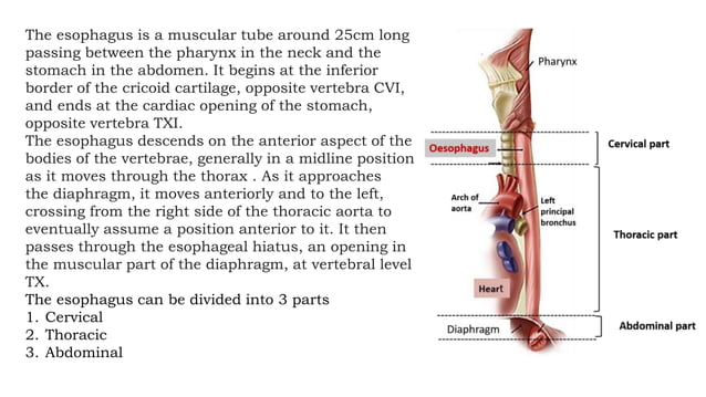 Anatomy of the esophagus.pptx