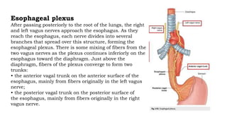 Anatomy of the esophagus.pptx